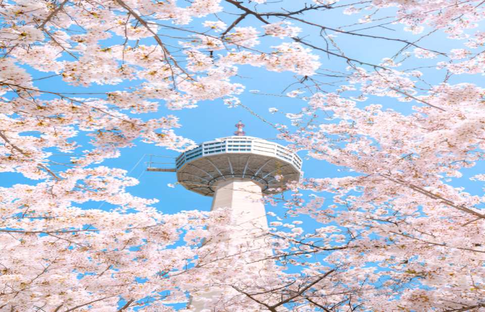 Private Car Charter Service : Daegu & Suburbs Tour (From Daegu) | Miki ...